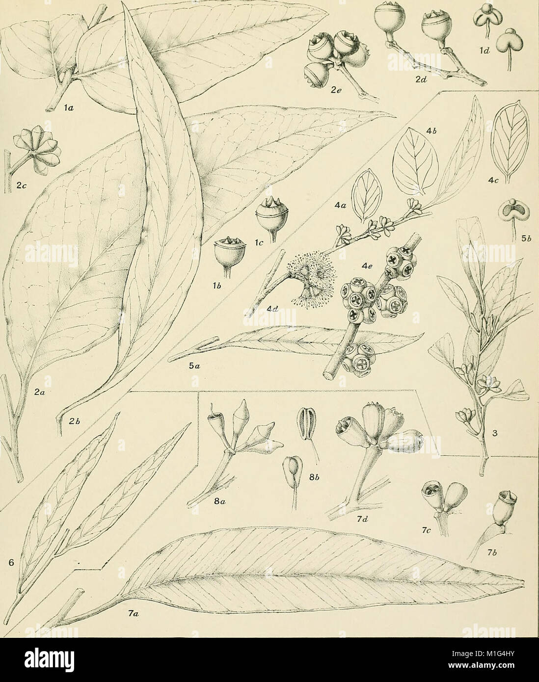 *A Critical Revision of the Genus Eucalyptus* (1903-33) is a scientific ...