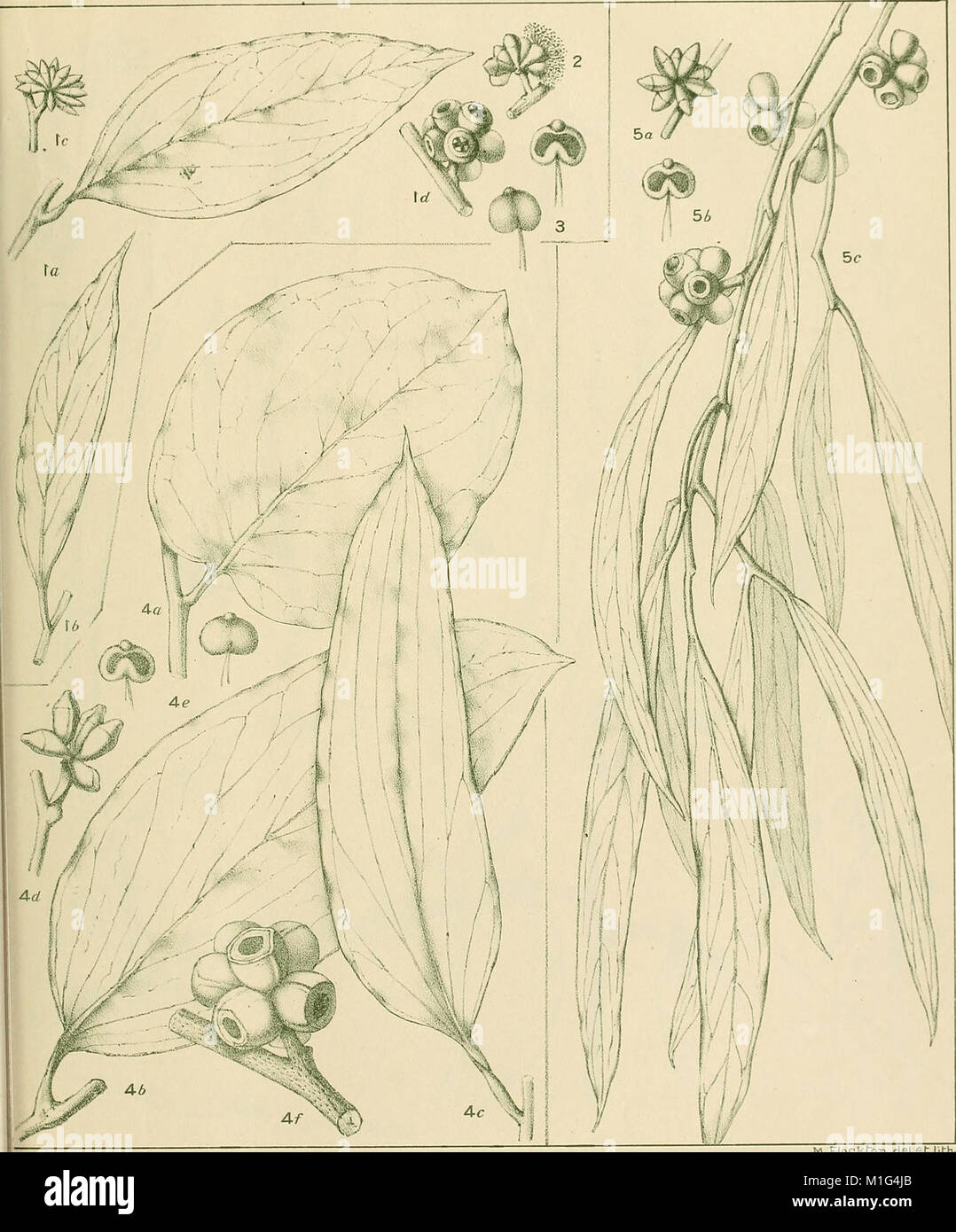 'A Critical Revision of the Genus Eucalyptus' (1903-1933) provides a ...