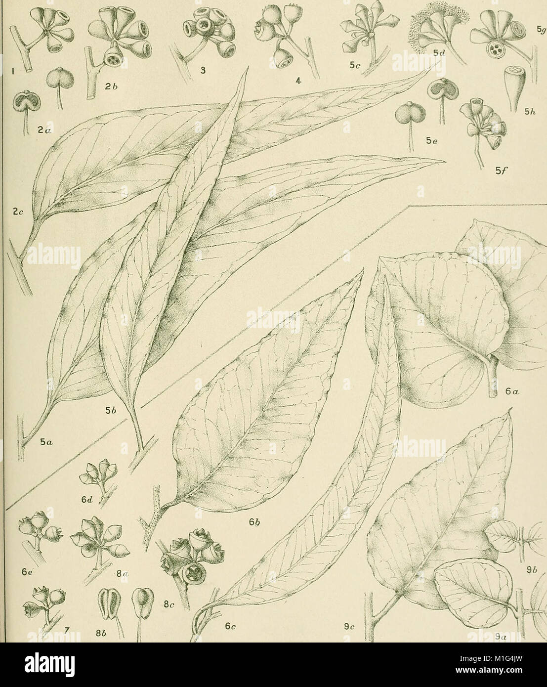 Morphological variations across different species hi-res stock ...