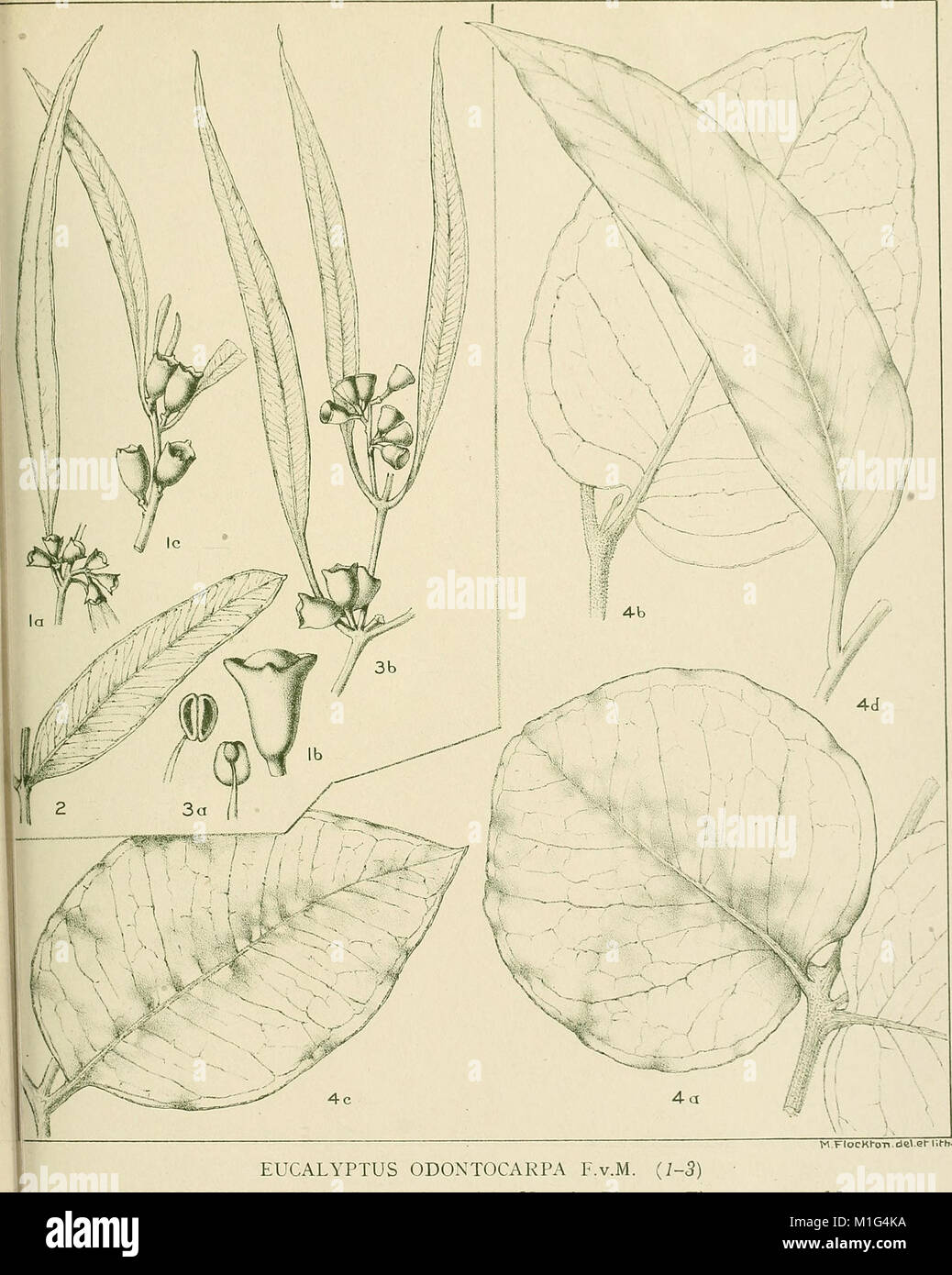 This work provides a thorough revision of the genus Eucalyptus ...