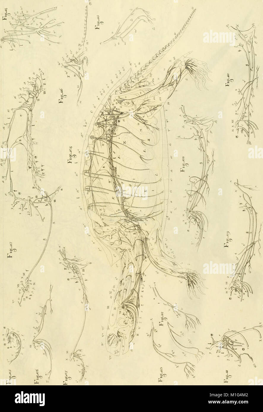 Anatome testudinis Europaeae (1819-1821) (18166191802 Stock Photo - Alamy