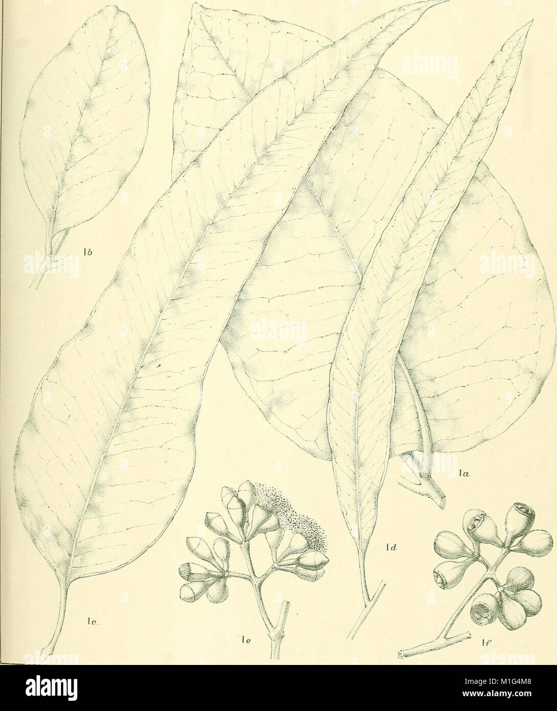 'A Critical Revision of the Genus Eucalyptus' (1903) presents a ...