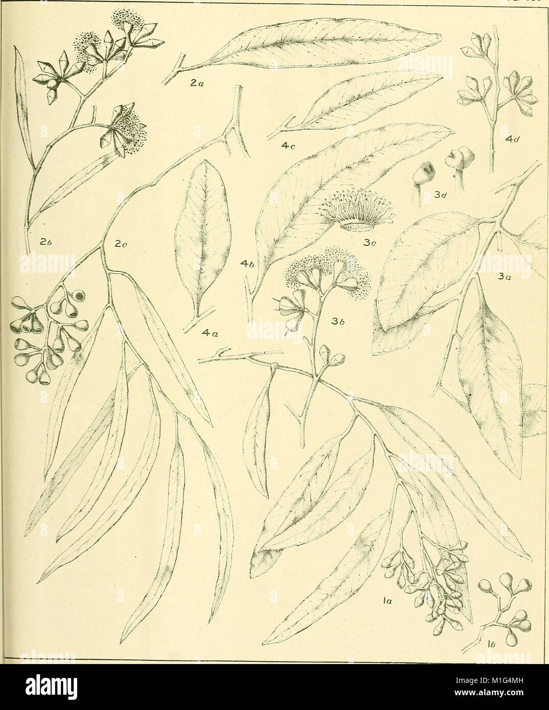 A Critical Revision of the Genus Eucalyptus, published in 1903, offers ...