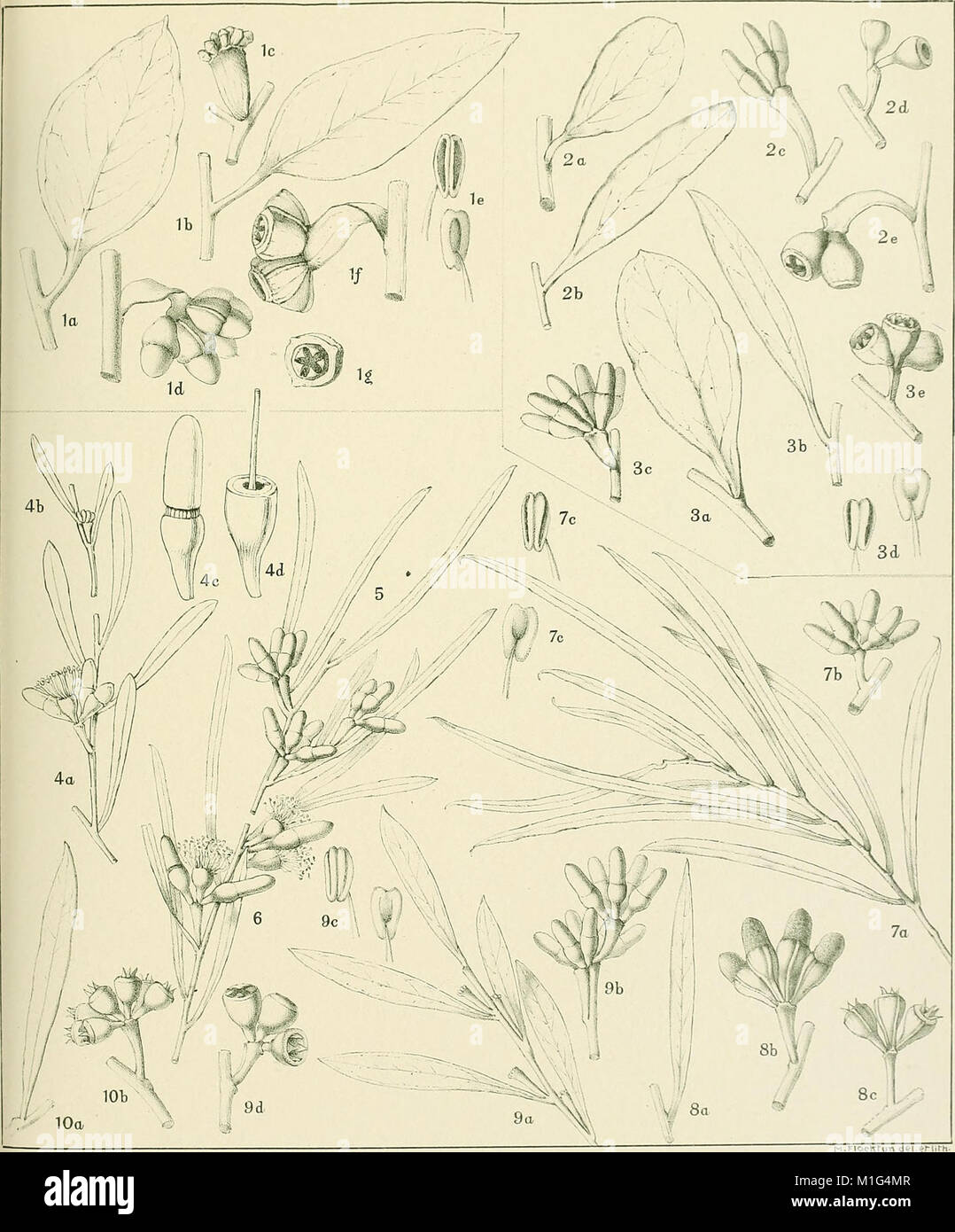 This critical revision covers the genus Eucalyptus, offering detailed ...