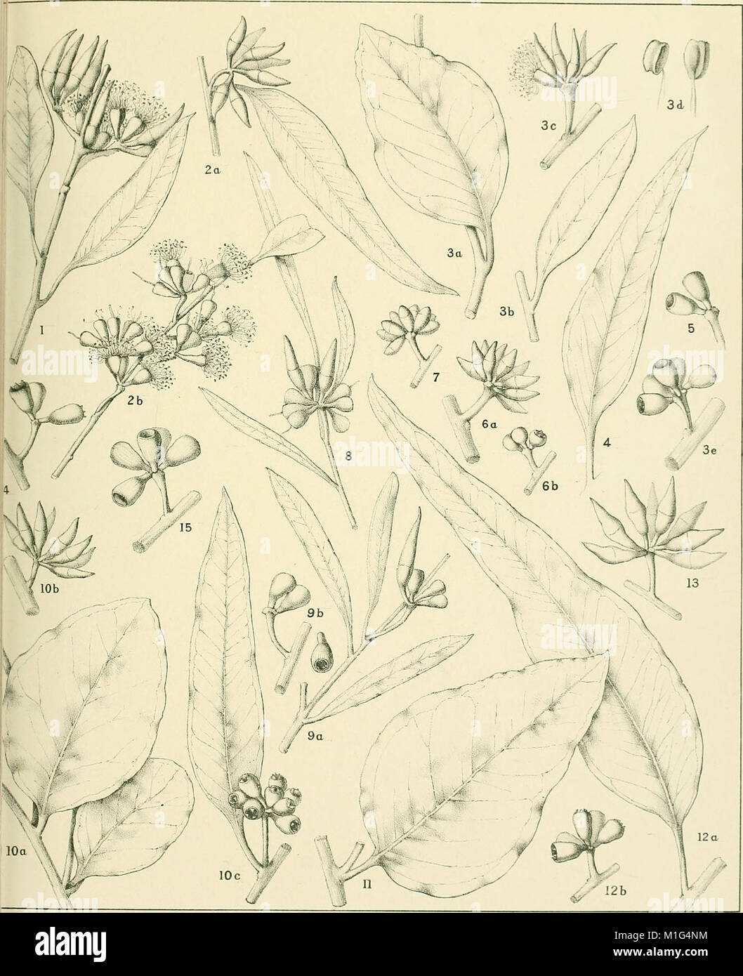 *A Critical Revision of the Genus Eucalyptus* (1903-33) provides a ...
