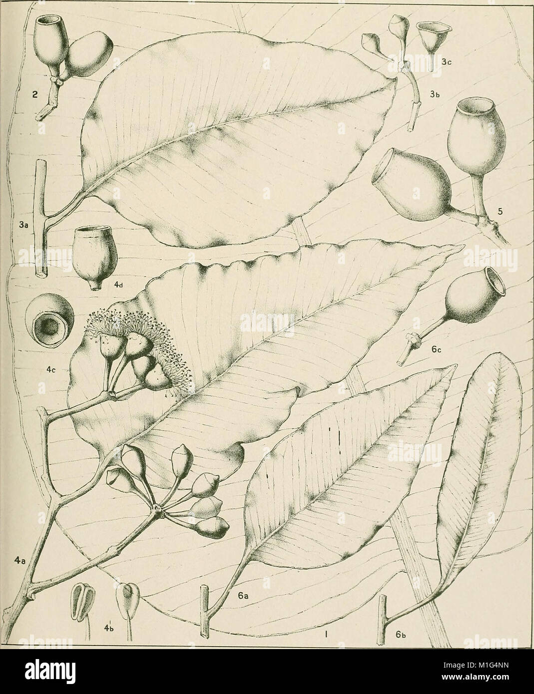 A critical revision of the genus Eucalyptus (1903-33) focuses on the ...