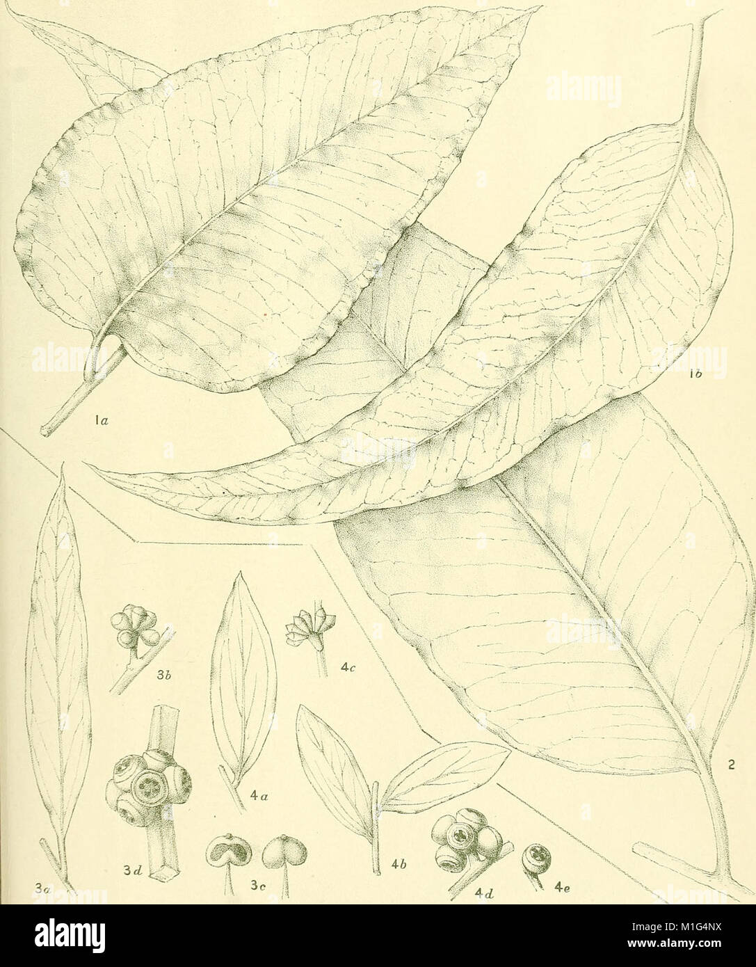 This work provides a comprehensive study of the genus Eucalyptus ...