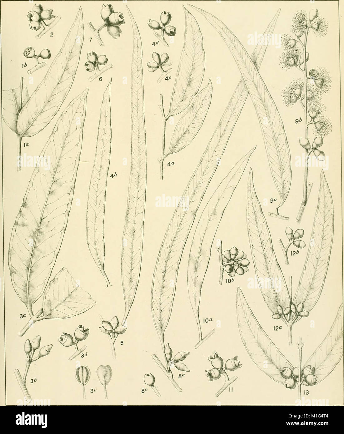 'A Critical Revision of the Genus Eucalyptus' (1903-33) provides an in ...