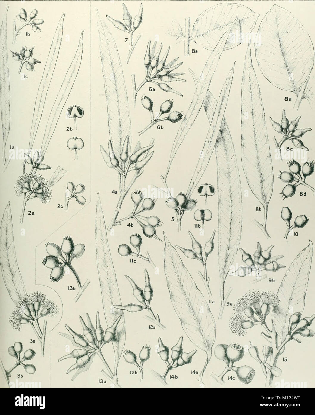 This work offers a critical revision of the genus Eucalyptus, covering ...