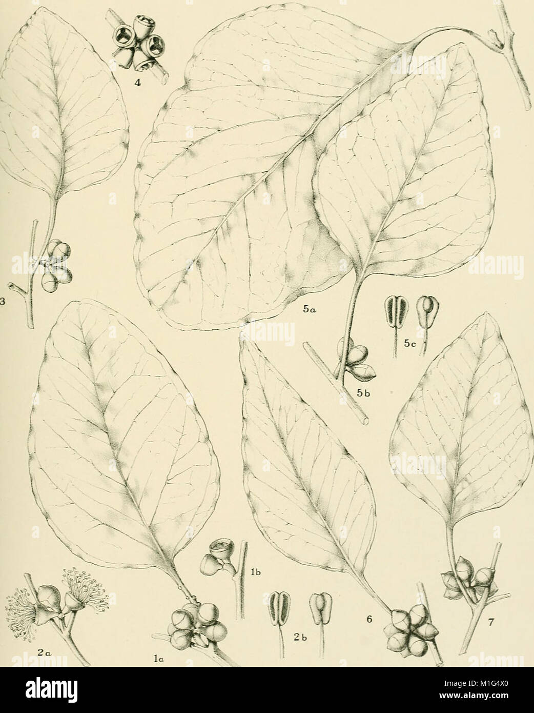 This work provides a detailed and critical revision of the genus ...