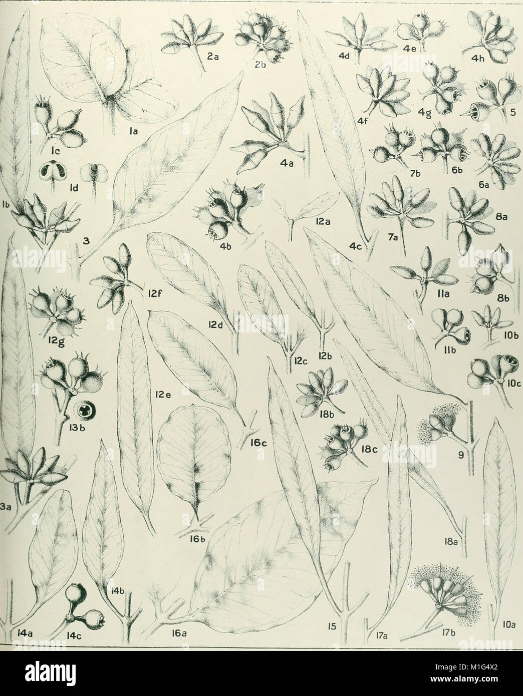 This critical revision of the genus Eucalyptus (1903-33) explores the ...