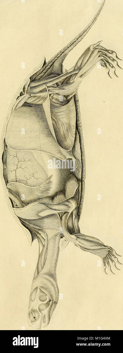 Anatome testudinis Europaeae (1819-1821) (17549089423 Stock Photo - Alamy