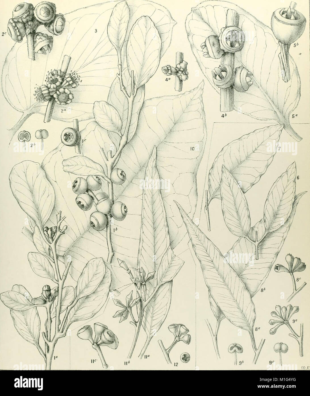 This revision covers the genus Eucalyptus, spanning from 1903 to 1933 ...