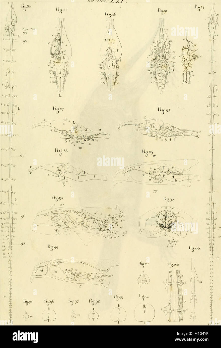 'Anatome Testudinis Europaeae' (1819-1821) is a detailed anatomical ...