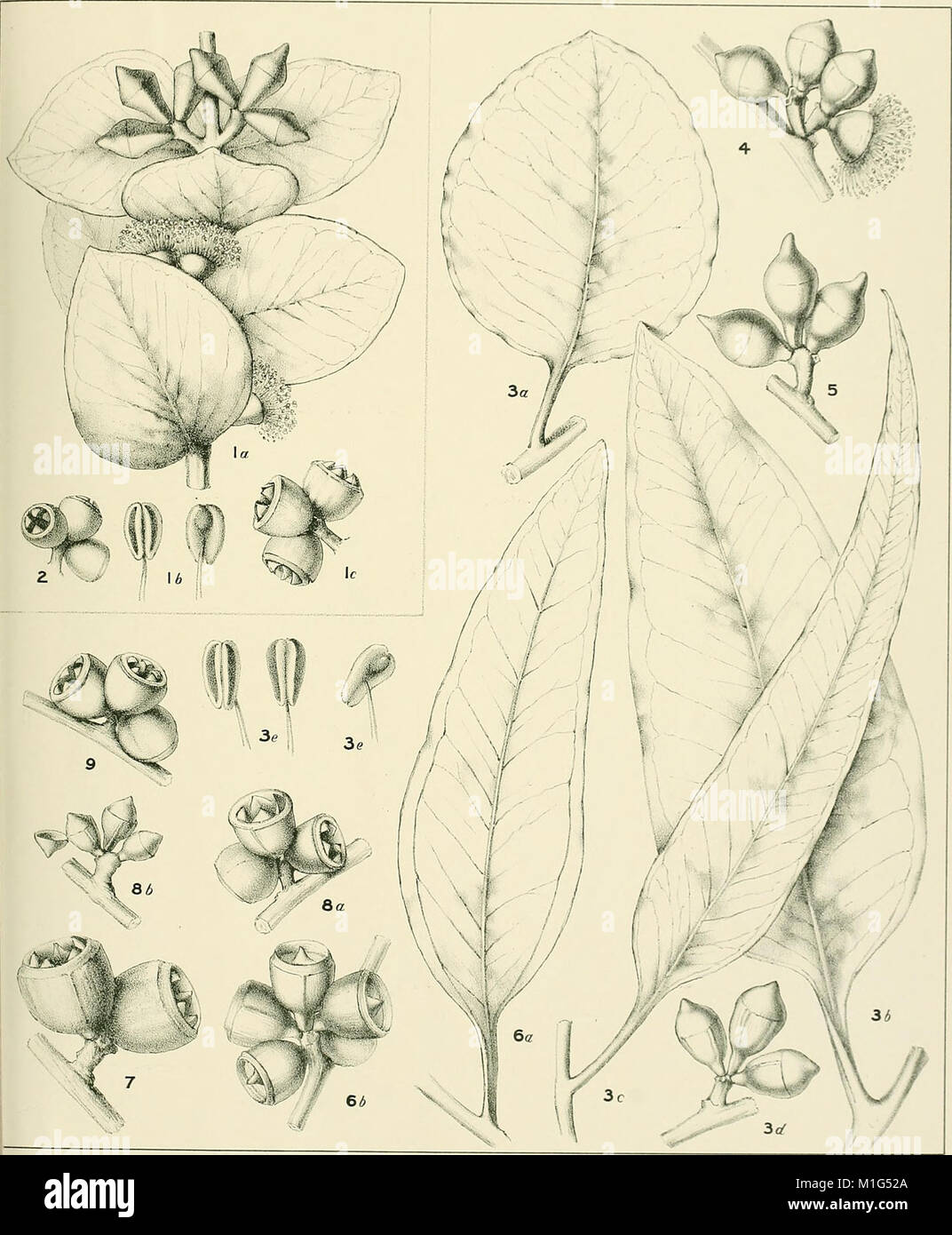 This study, published between 1903 and 1933, revises the genus ...