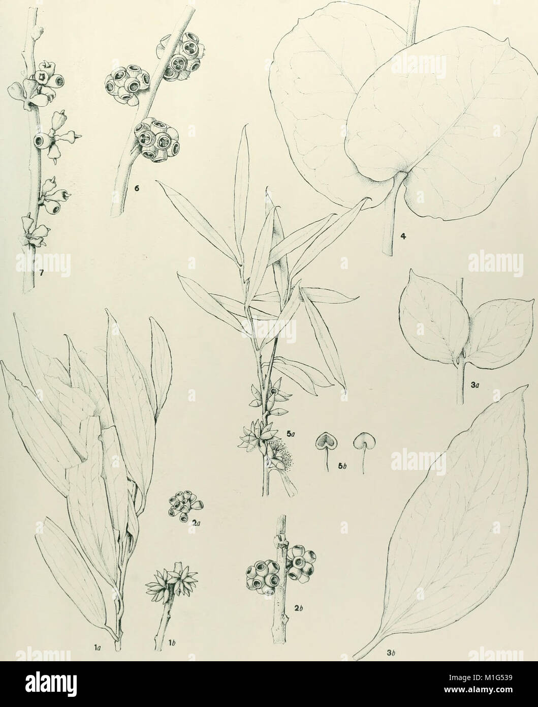 A critical revision of the genus Eucalyptus, covering its taxonomy ...