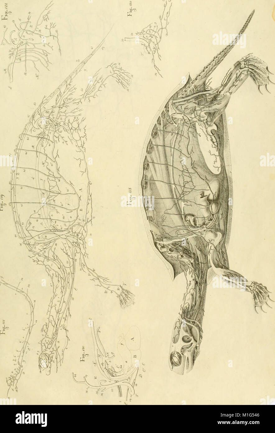This work, published between 1819 and 1821, focuses on the anatomy of ...