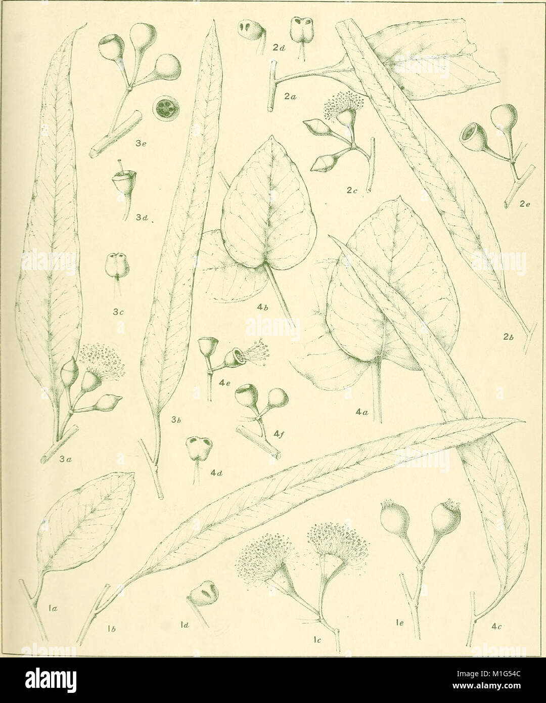 A critical revision of the genus Eucalyptus (1903) (20718702181 Stock ...