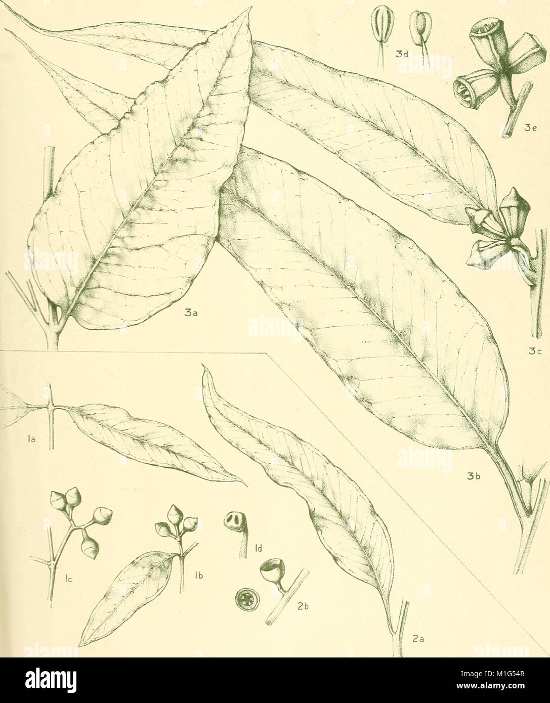 A 1903 study revising the genus Eucalyptus, detailing its species ...
