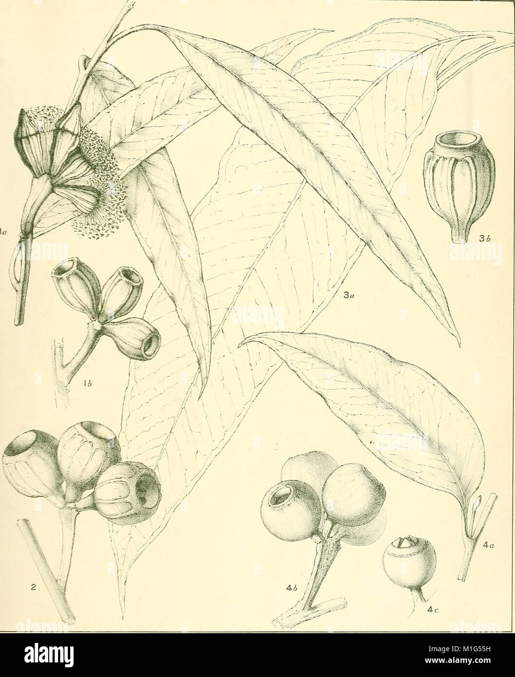 A 1903 botanical revision of the genus Eucalyptus, examining the ...
