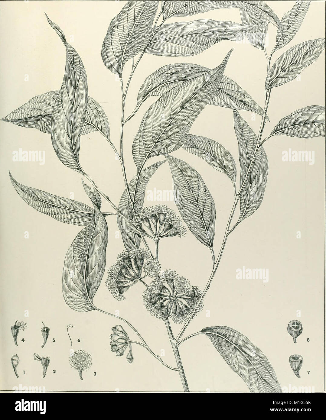 'A Critical Revision of the Genus Eucalyptus' (1903-33) provides a ...