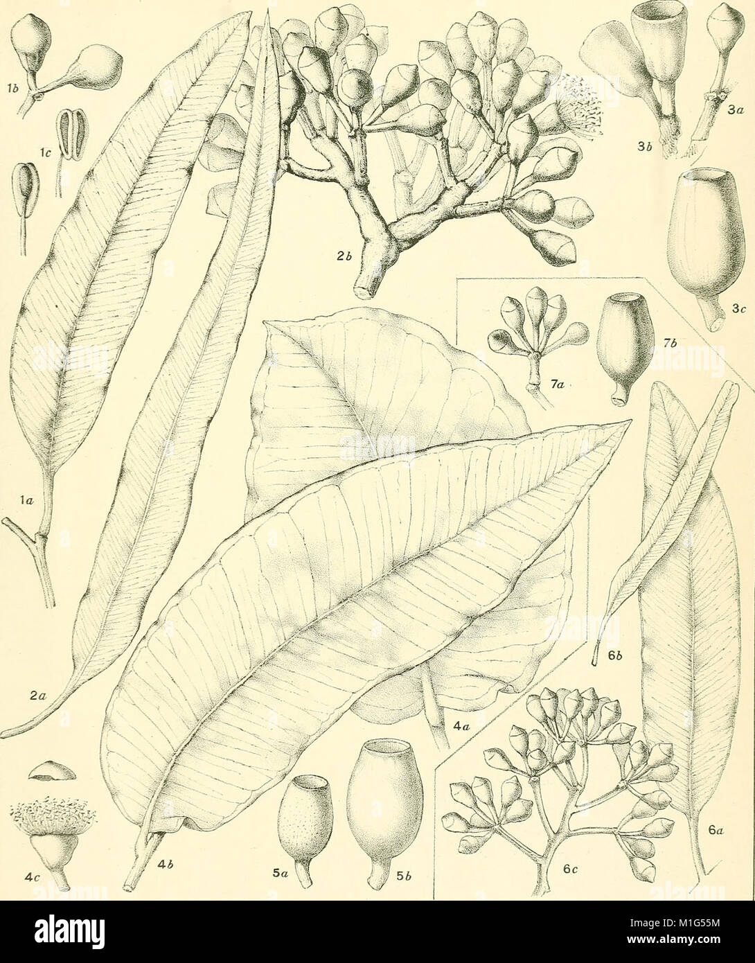 This 1903 publication offers a critical revision of the genus ...