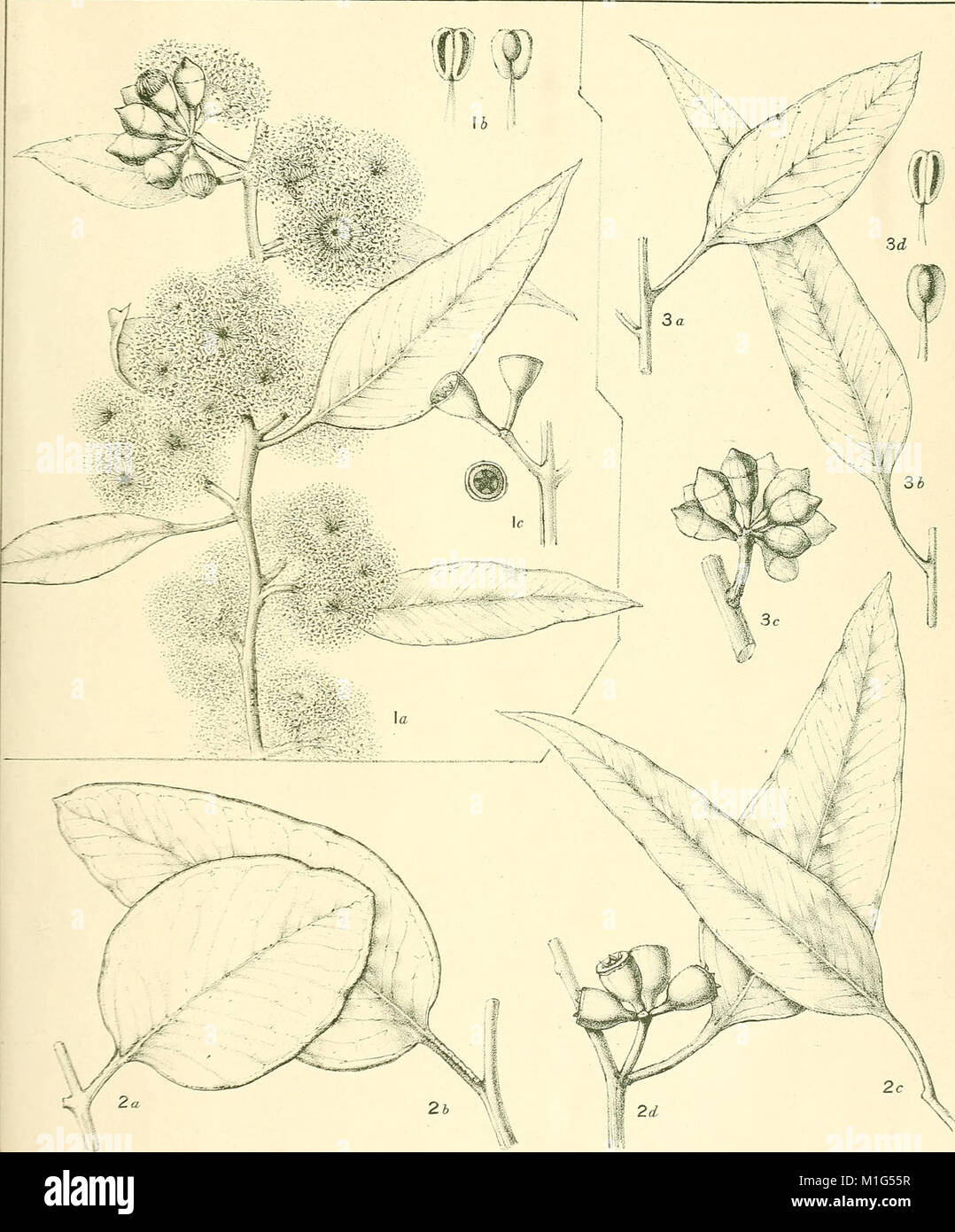 This 1903 revision of the genus *Eucalyptus* provides an in-depth ...