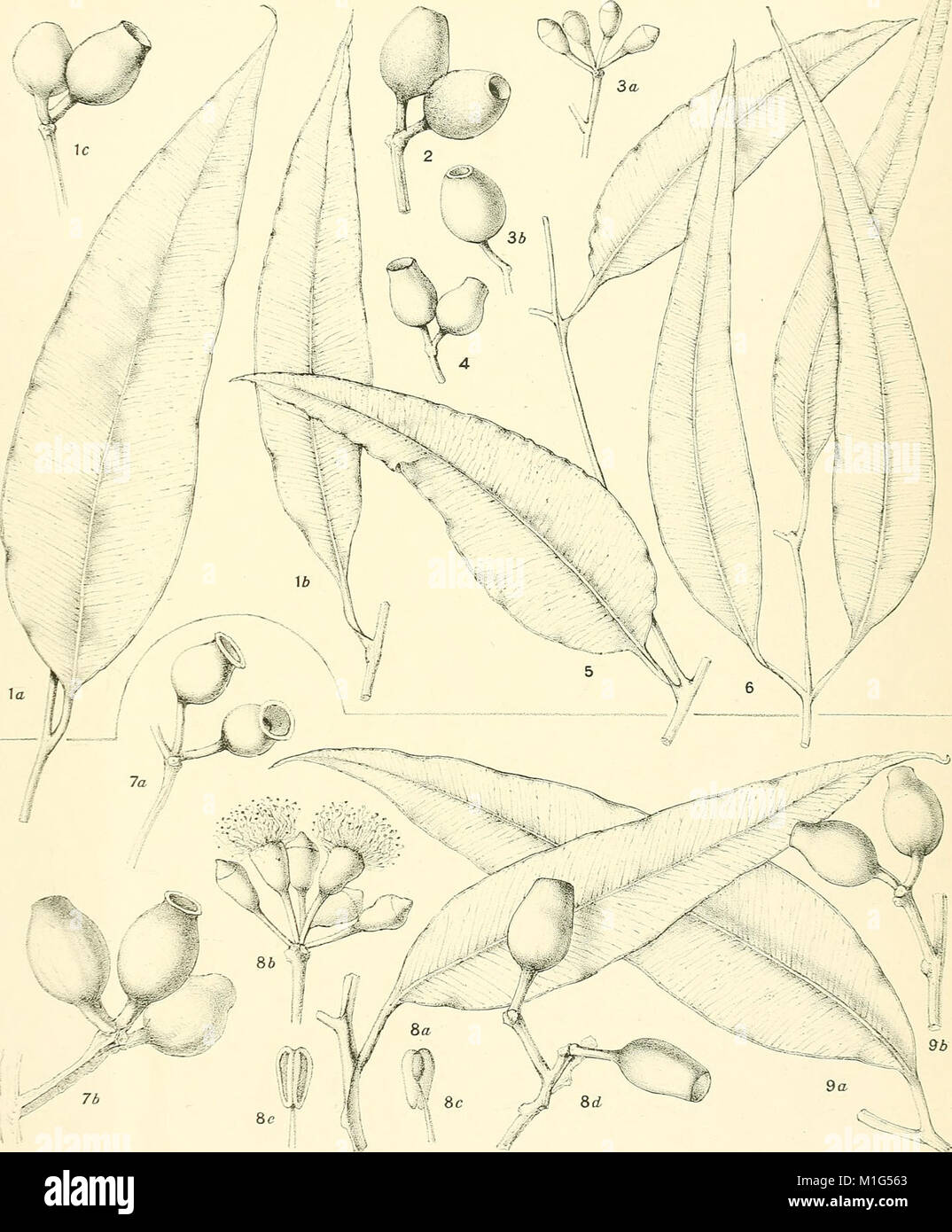 A critical revision of the genus Eucalyptus (1903) (20685580396 Stock ...