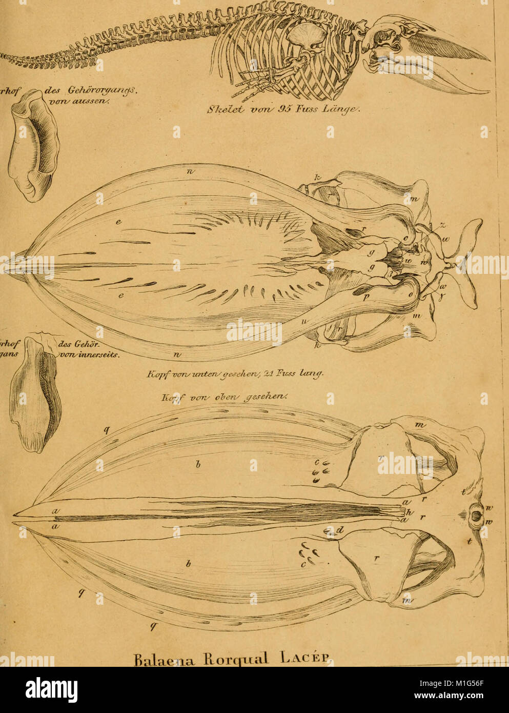 The 1845 work 'Anatomia Mammalium' offers a comprehensive study of the ...