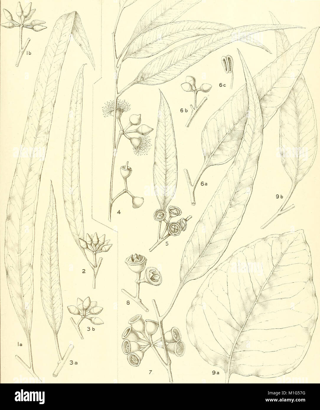 A scientific revision of the genus Eucalyptus, published in 1903. It ...