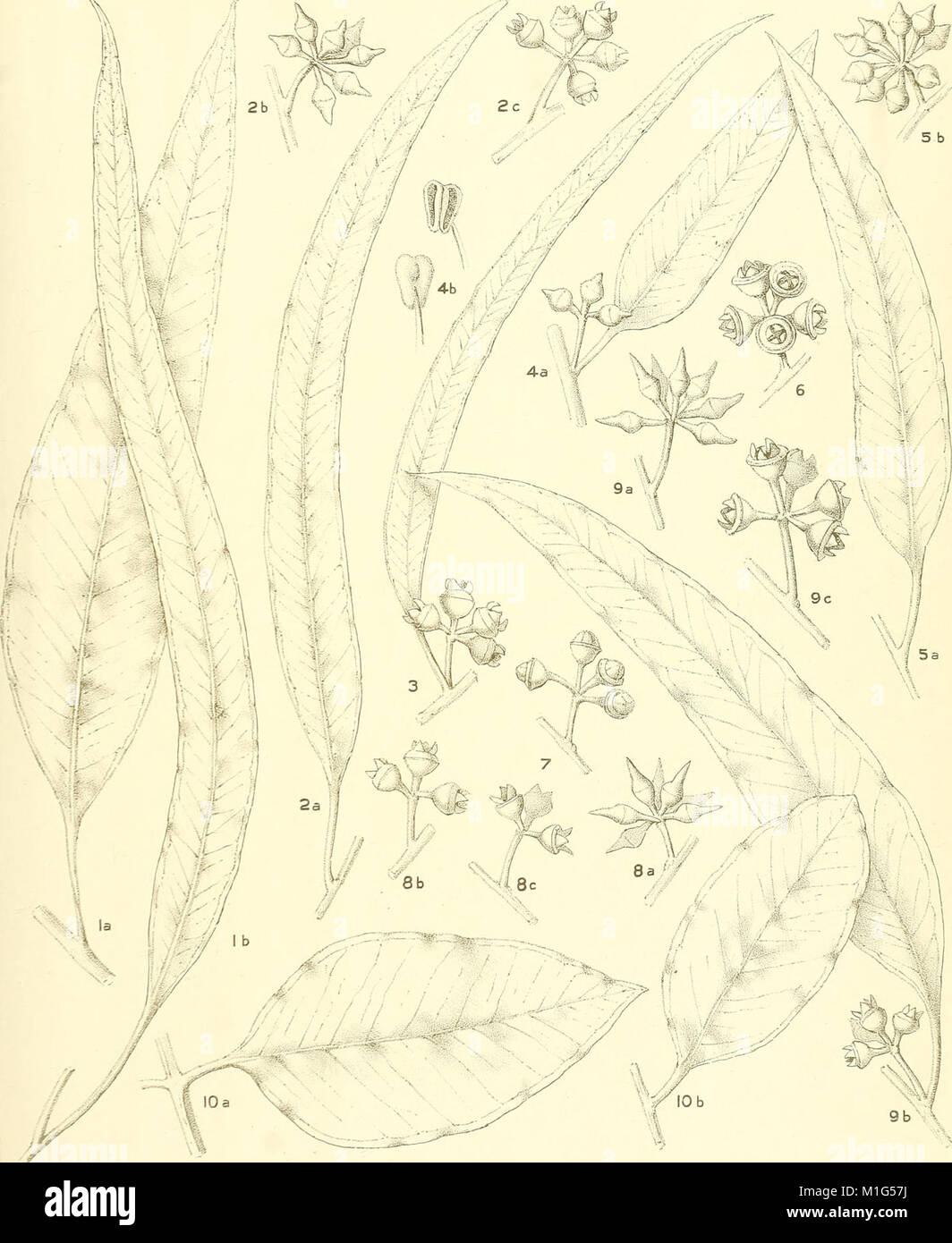 This 1903 study critically revises the genus Eucalyptus, examining the ...