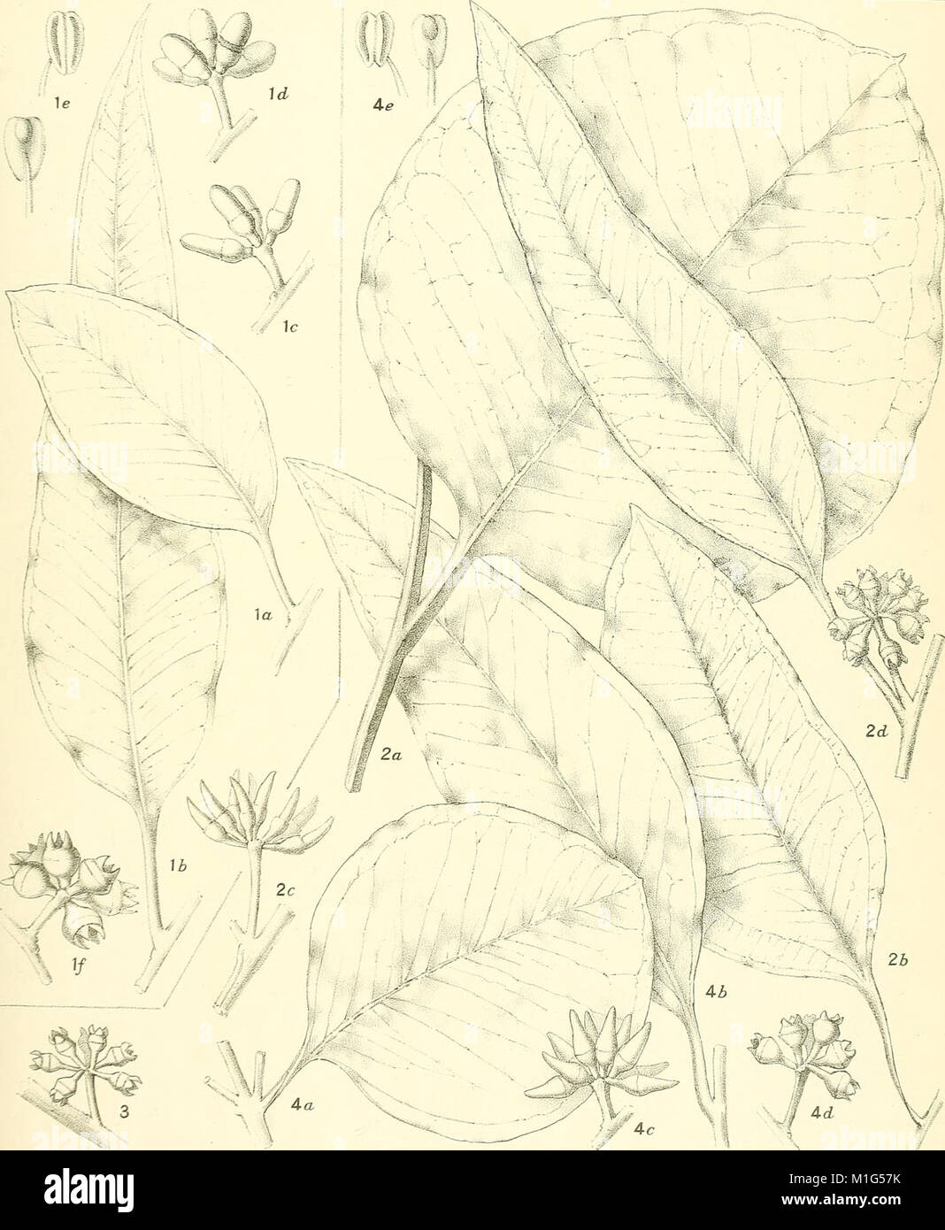 The 1903 study on the genus Eucalyptus provides a comprehensive ...