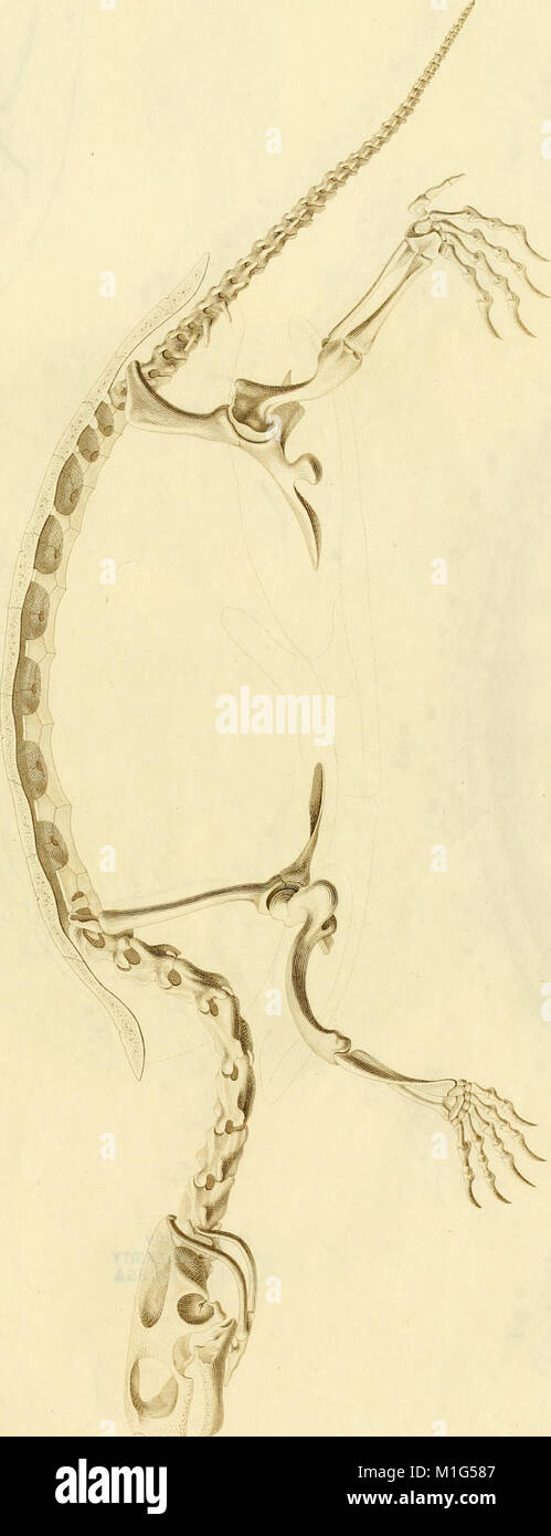 'Anatome Testudinis Europaeae' (1819-1821) offers a detailed anatomical ...