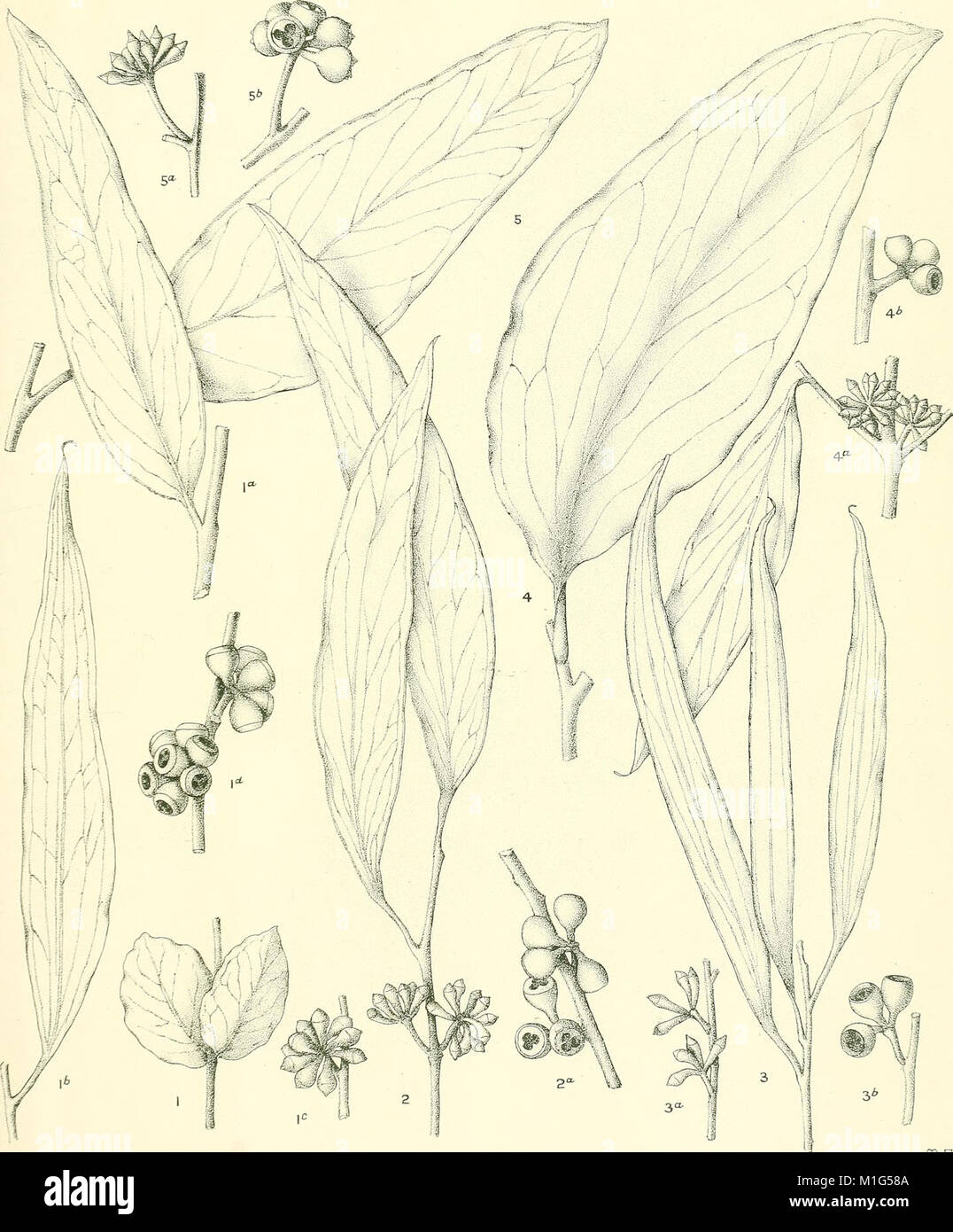 'A Critical Revision of the Genus Eucalyptus' (1903) provides an in ...