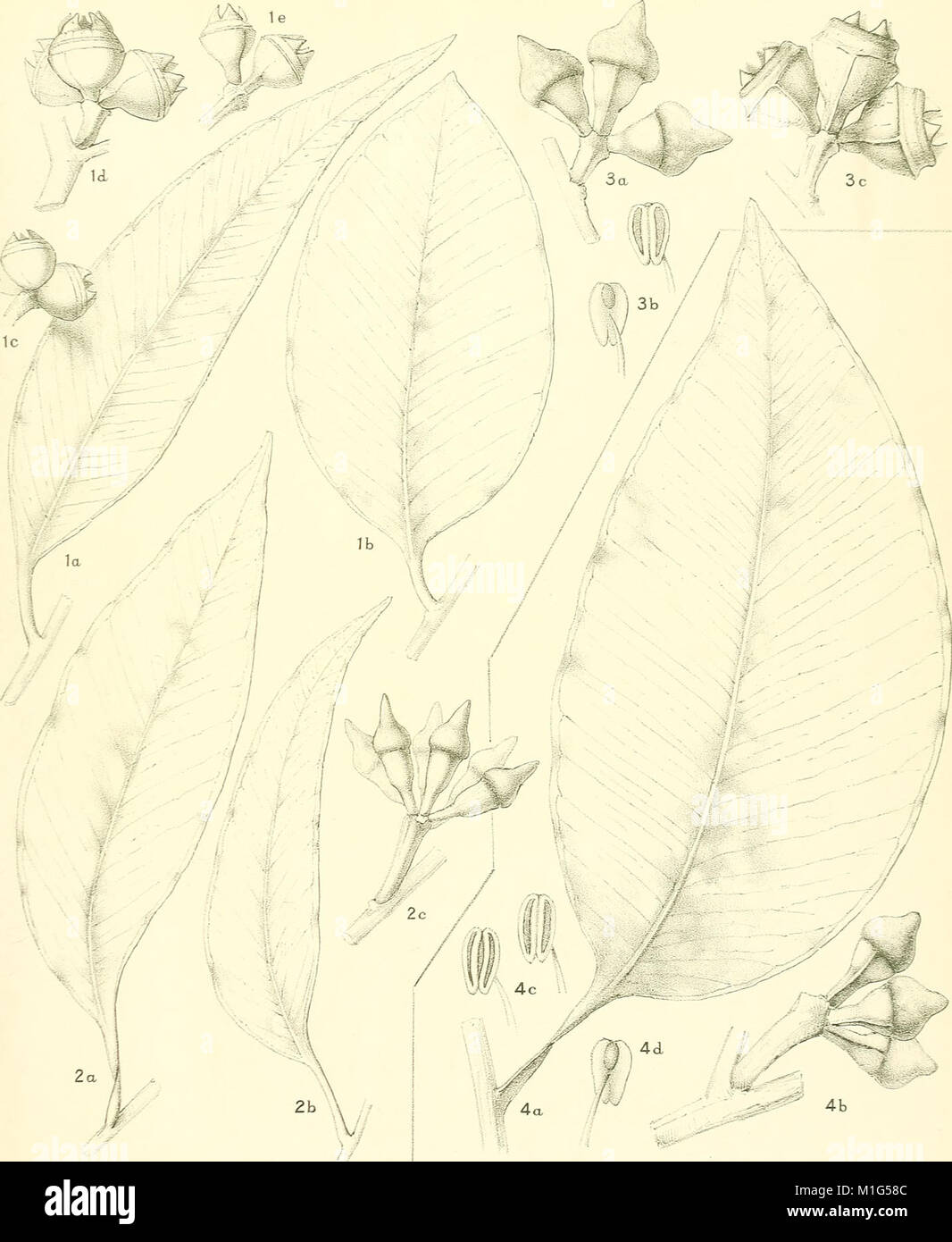 This 1903 study presents a critical revision of the genus *Eucalyptus ...
