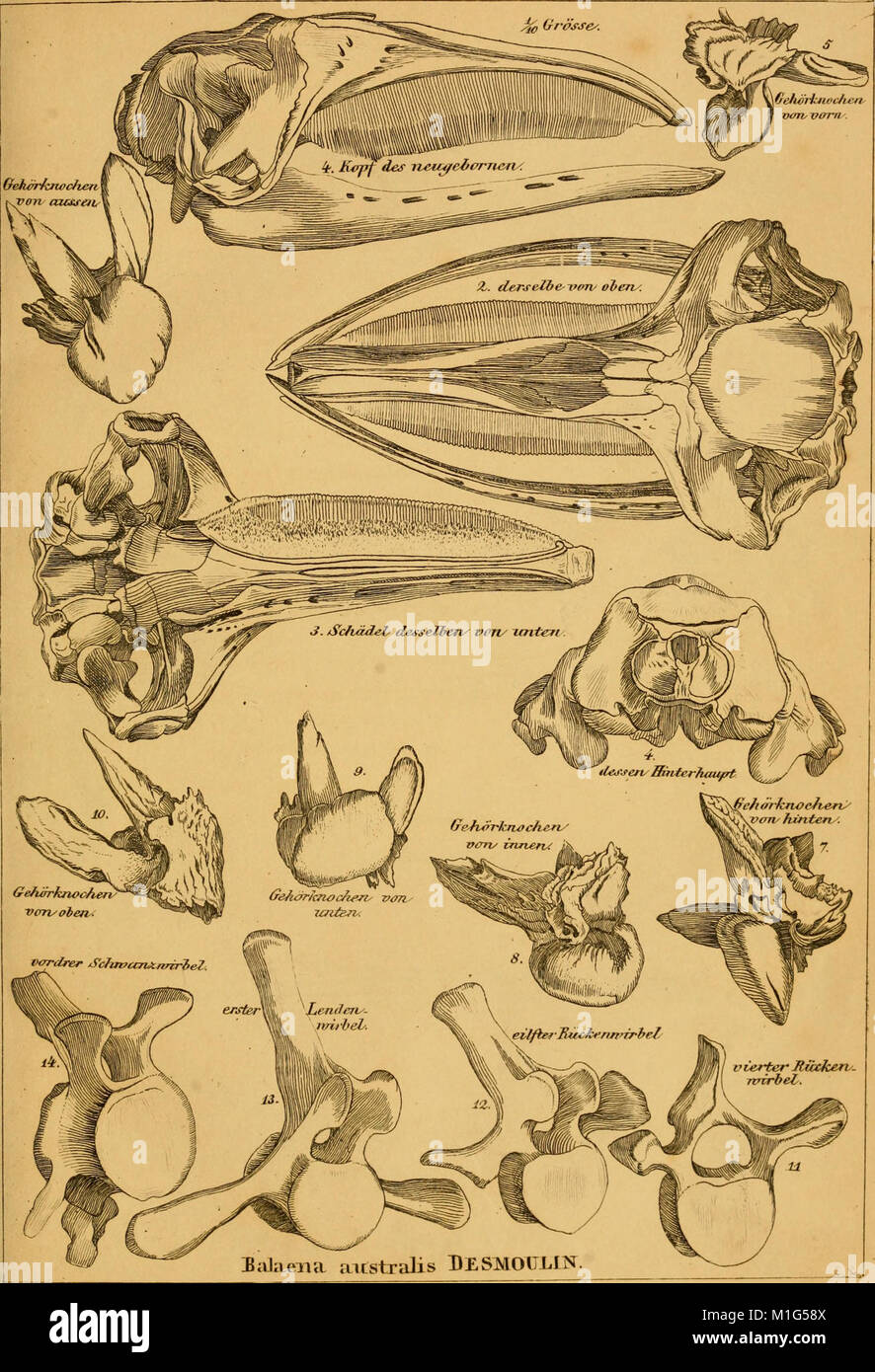Anatomia mammalium, published in 1845, is a detailed work on the ...