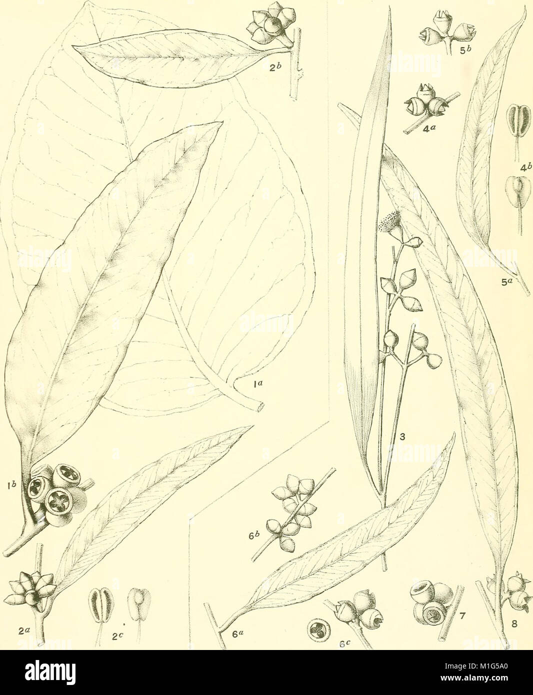 The 1903 revision of the genus Eucalyptus offers a detailed taxonomic ...