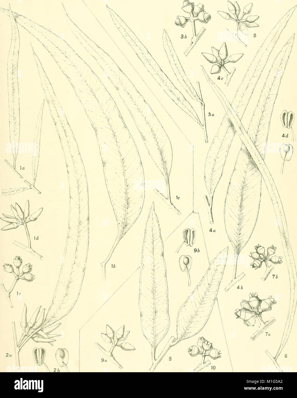 'A Critical Revision of the Genus Eucalyptus' (1903) offers an in-depth ...
