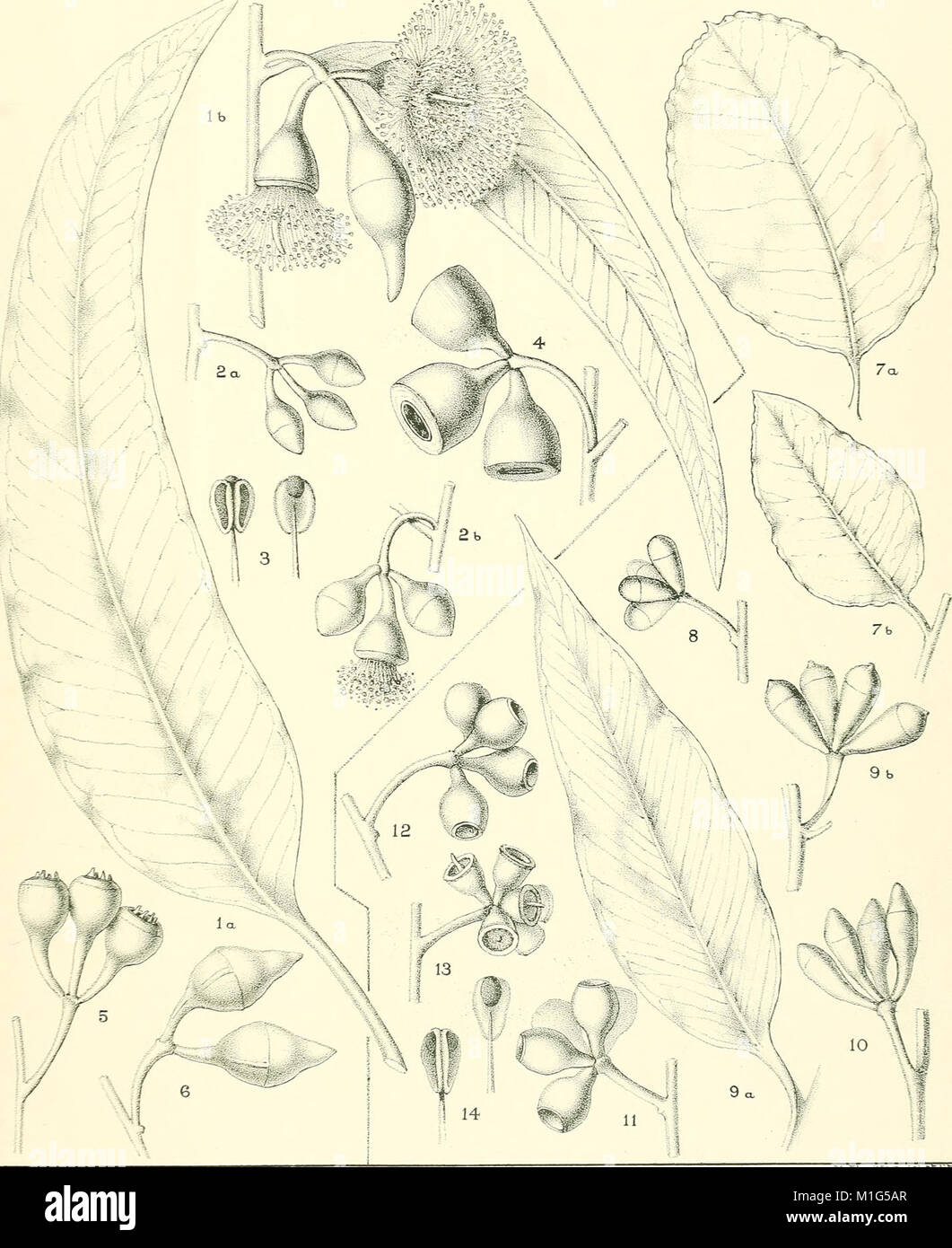 This 1903 study offers a detailed revision of the genus Eucalyptus ...
