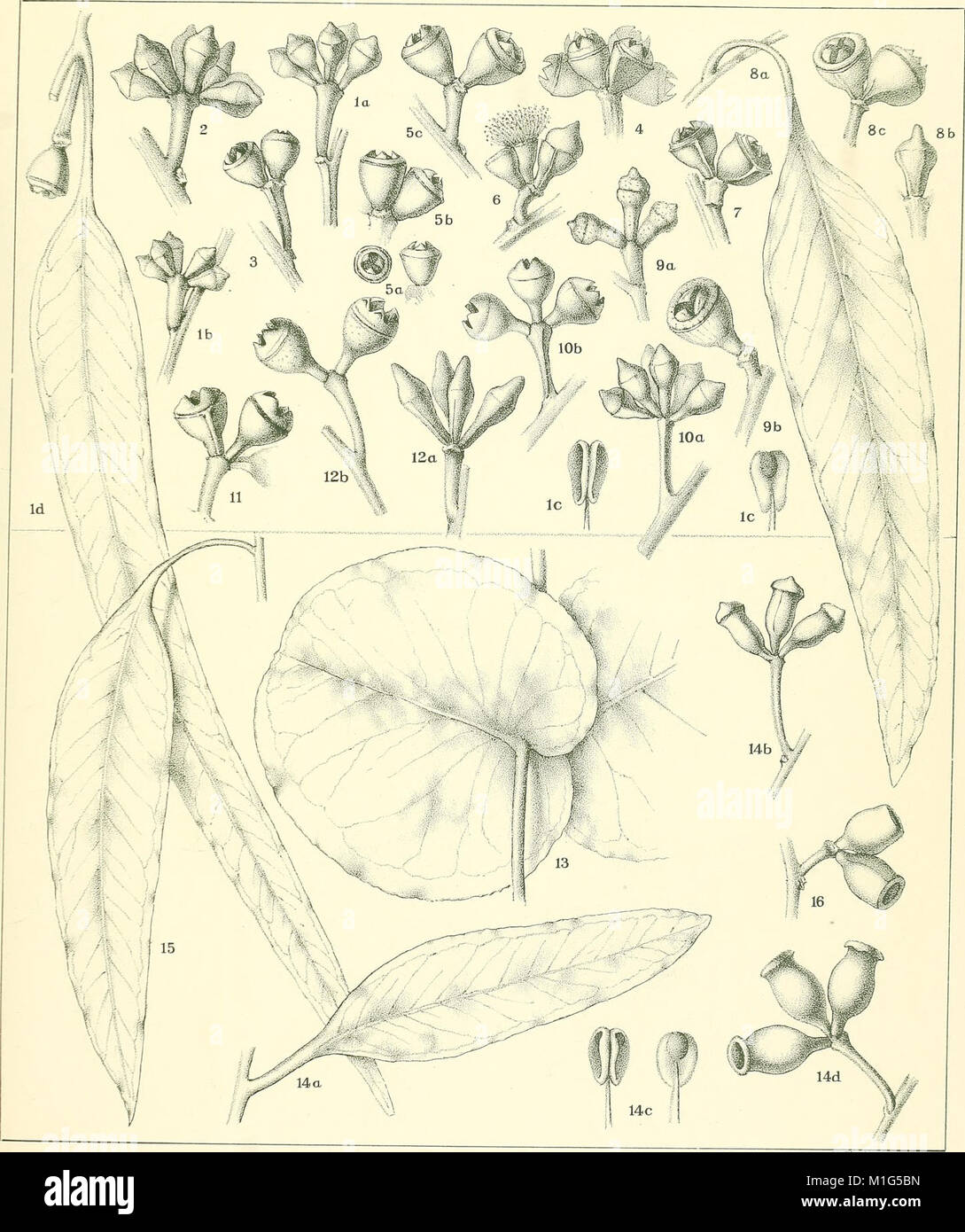 This 1903 work offers a critical revision of the genus Eucalyptus ...