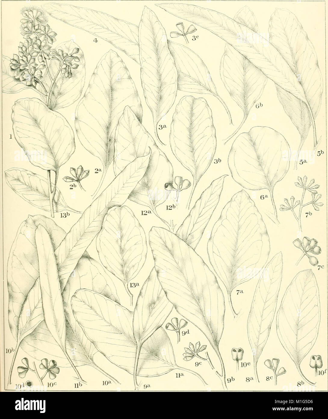This 1903 work offers a comprehensive revision of the Eucalyptus genus ...