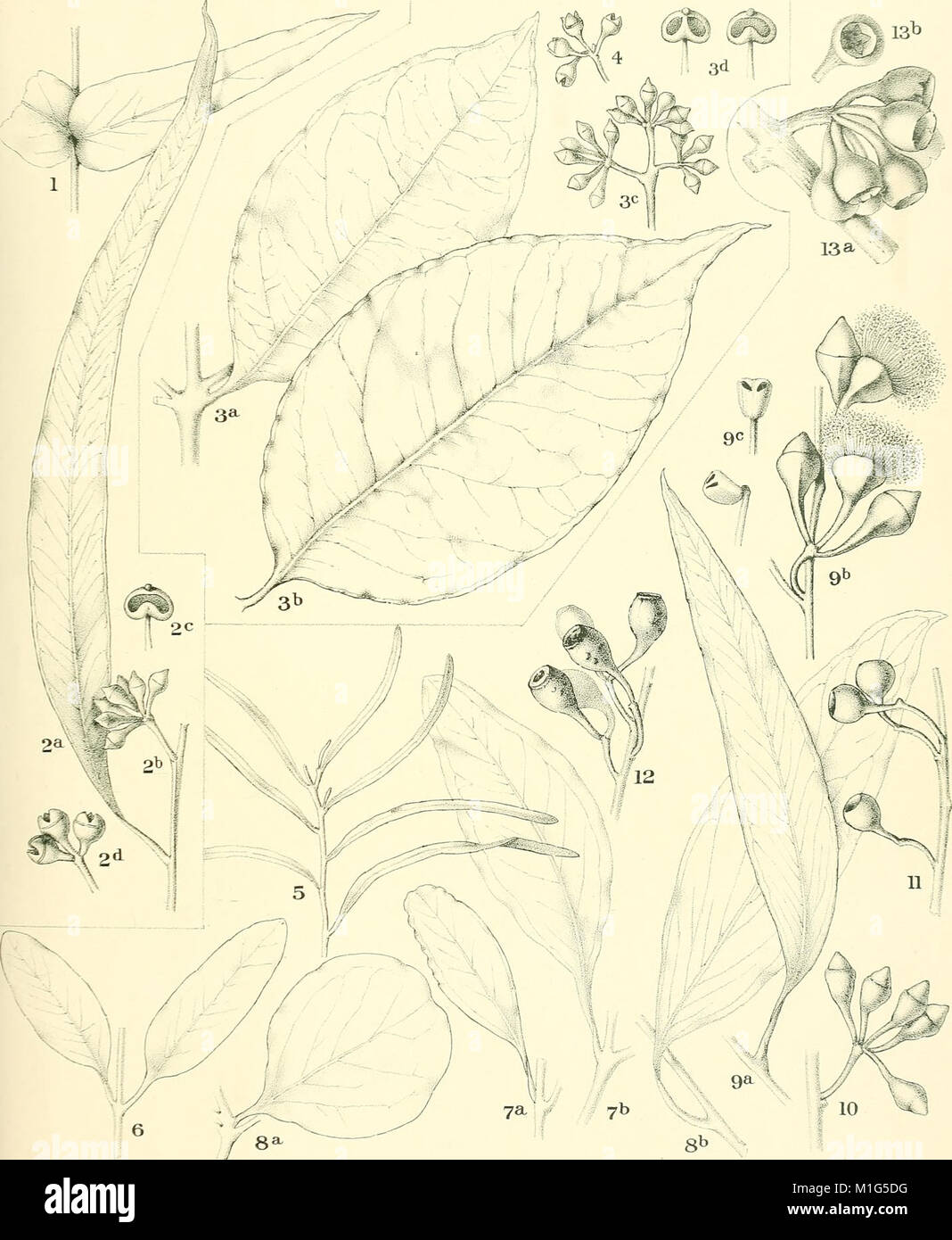 'A Critical Revision of the Genus Eucalyptus' (1903) offers a detailed ...