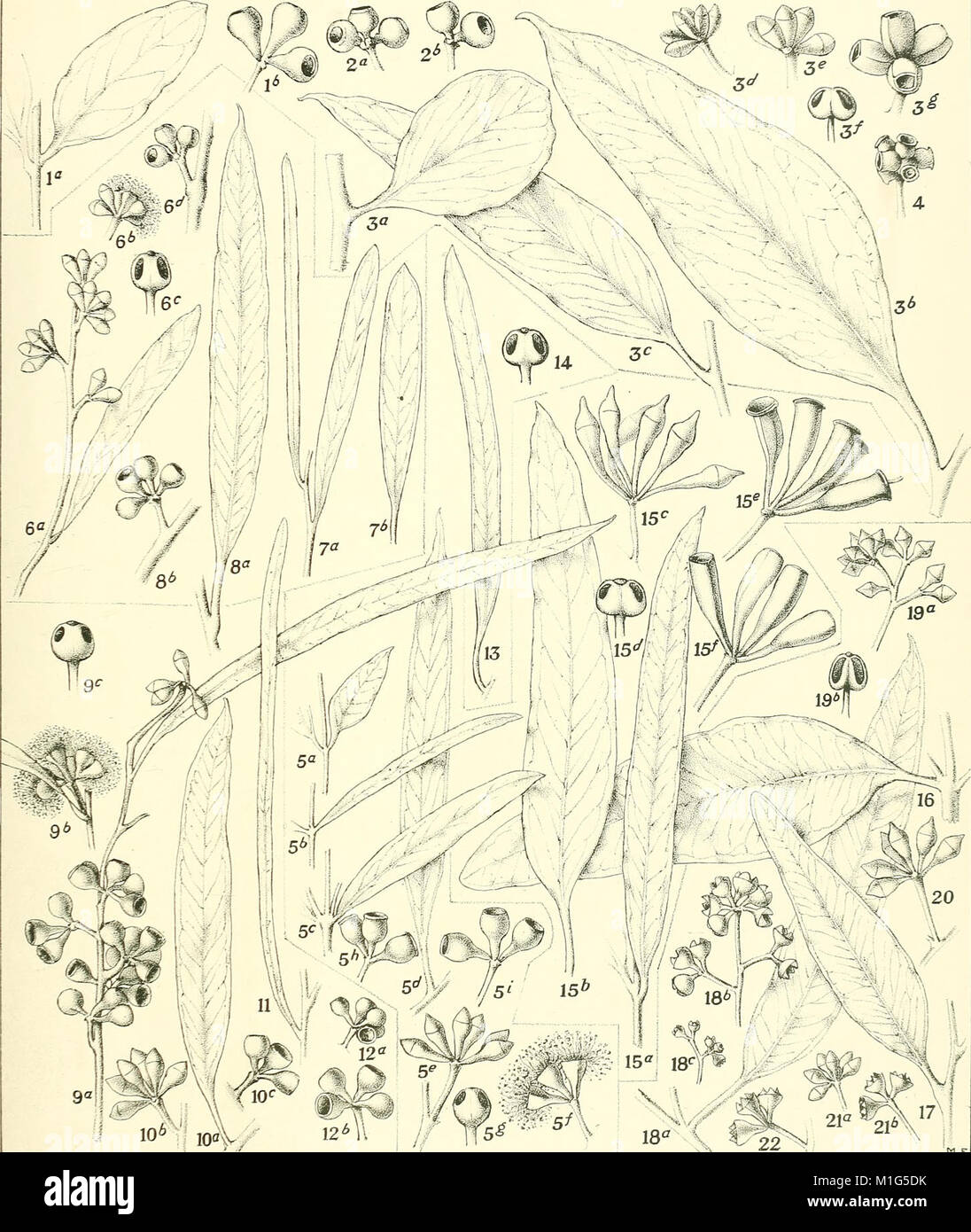 This 1903 study critically examines the genus Eucalyptus, revising ...