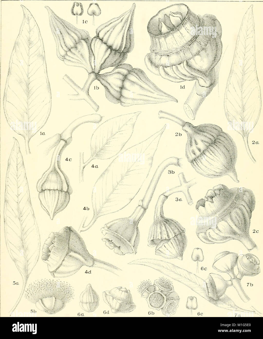 A 1903 study on the genus Eucalyptus, offering a detailed revision and ...