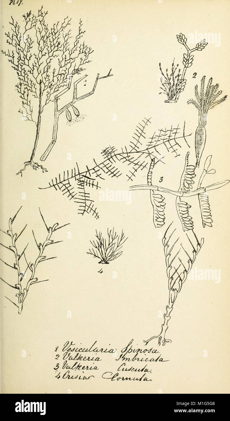 A Cornish Fauna - being a compendium of the Natural History of the ...