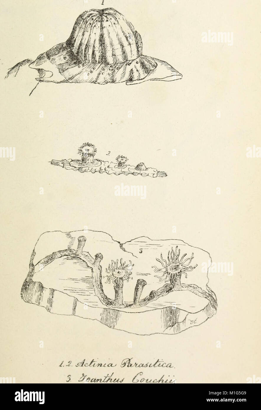 A Cornish Fauna - being a compendium of the Natural History of the ...