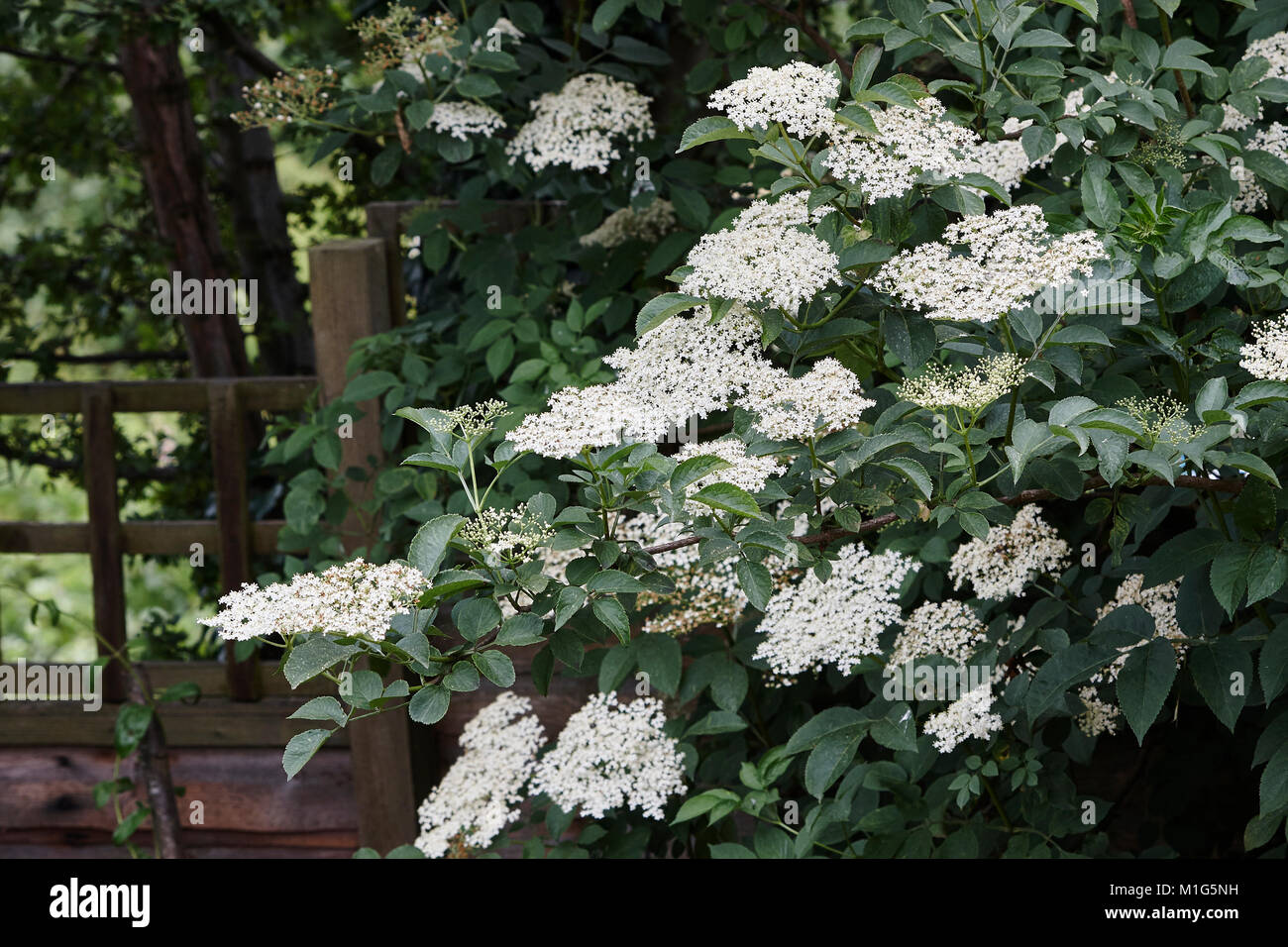 A wild elder,Sambucus nigra showing its whire flowers Stock Photo - Alamy