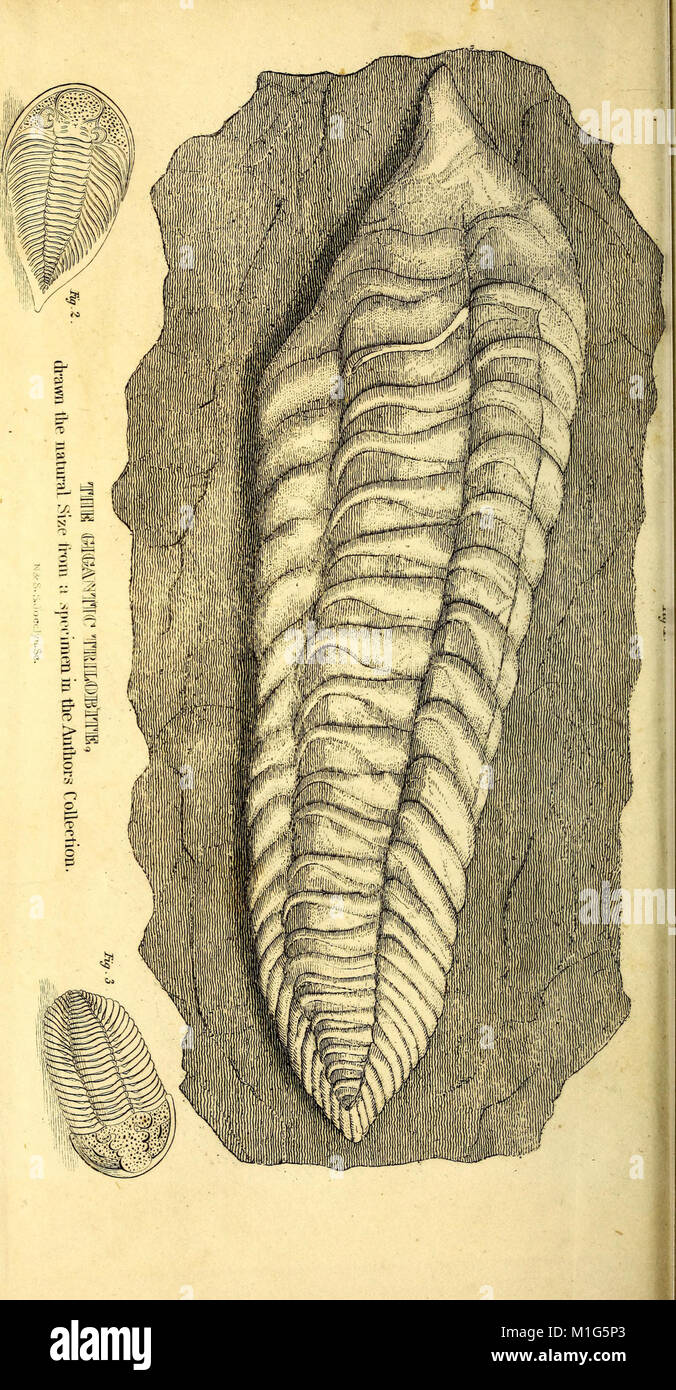 An introduction to geology - intended to convey a practical knowledge ...
