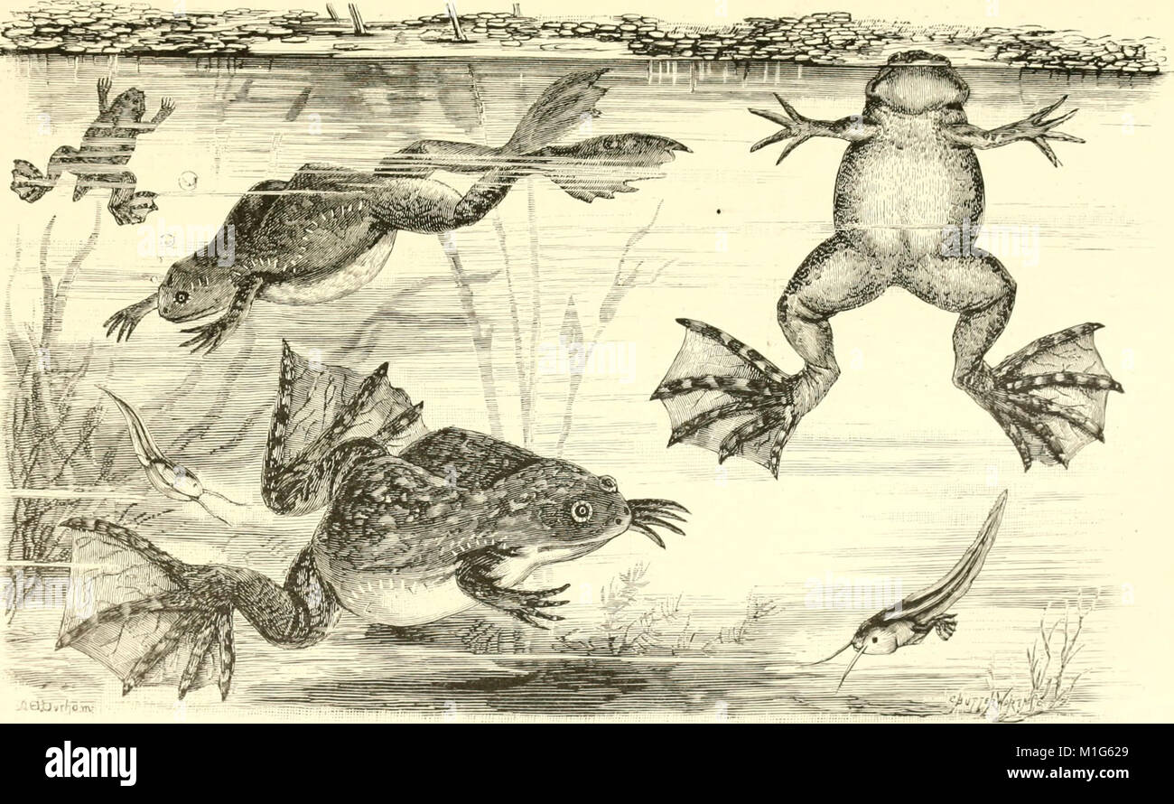 Two species of amphibians hi-res stock photography and images - Alamy