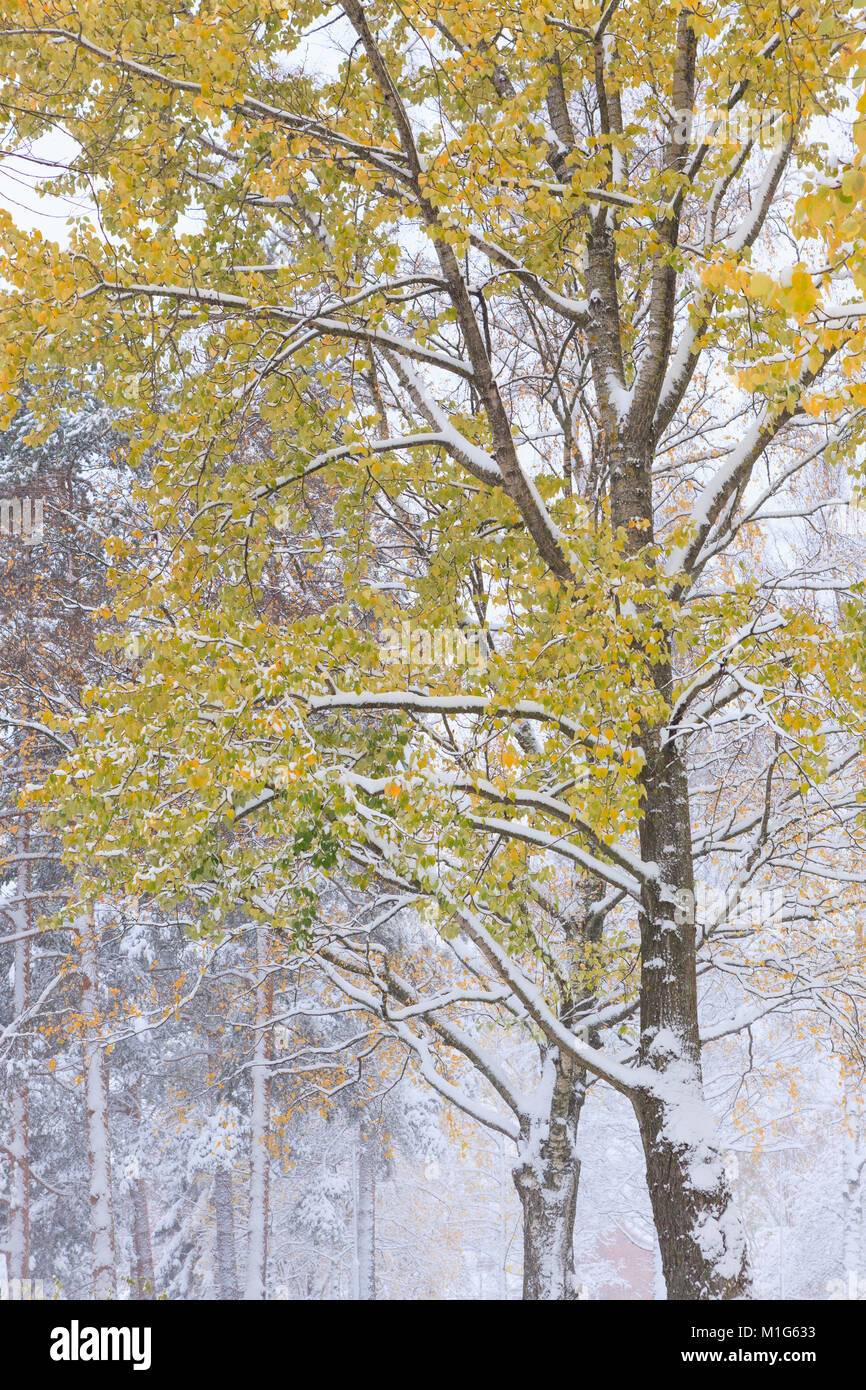 First snow and autumn leaves Stock Photo - Alamy